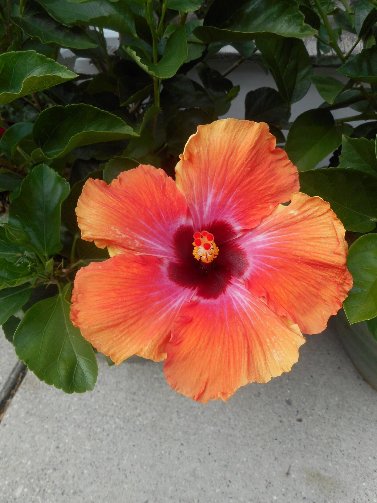 Happy Hibiscus | WELCOME TO CRISTY'S BLOG