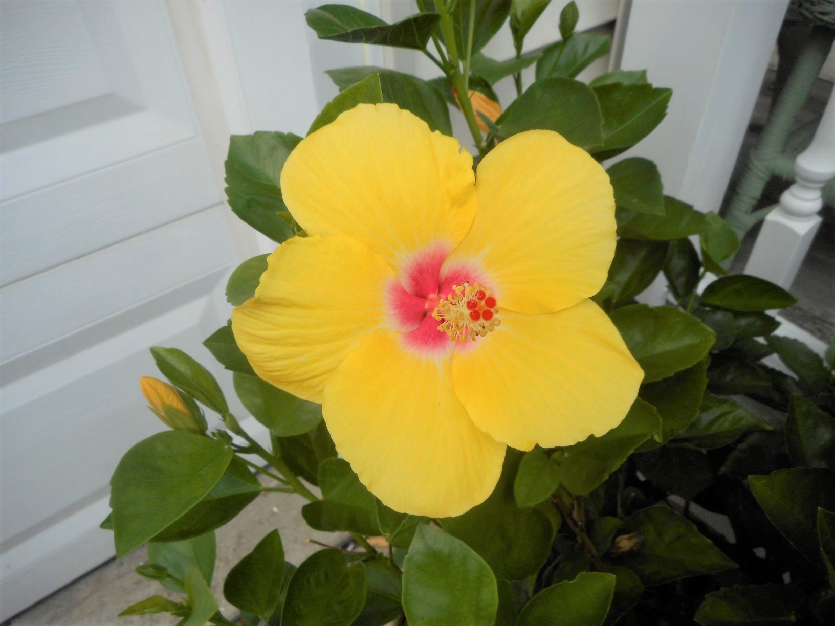 Happy Hibiscus | WELCOME TO CRISTY'S BLOG