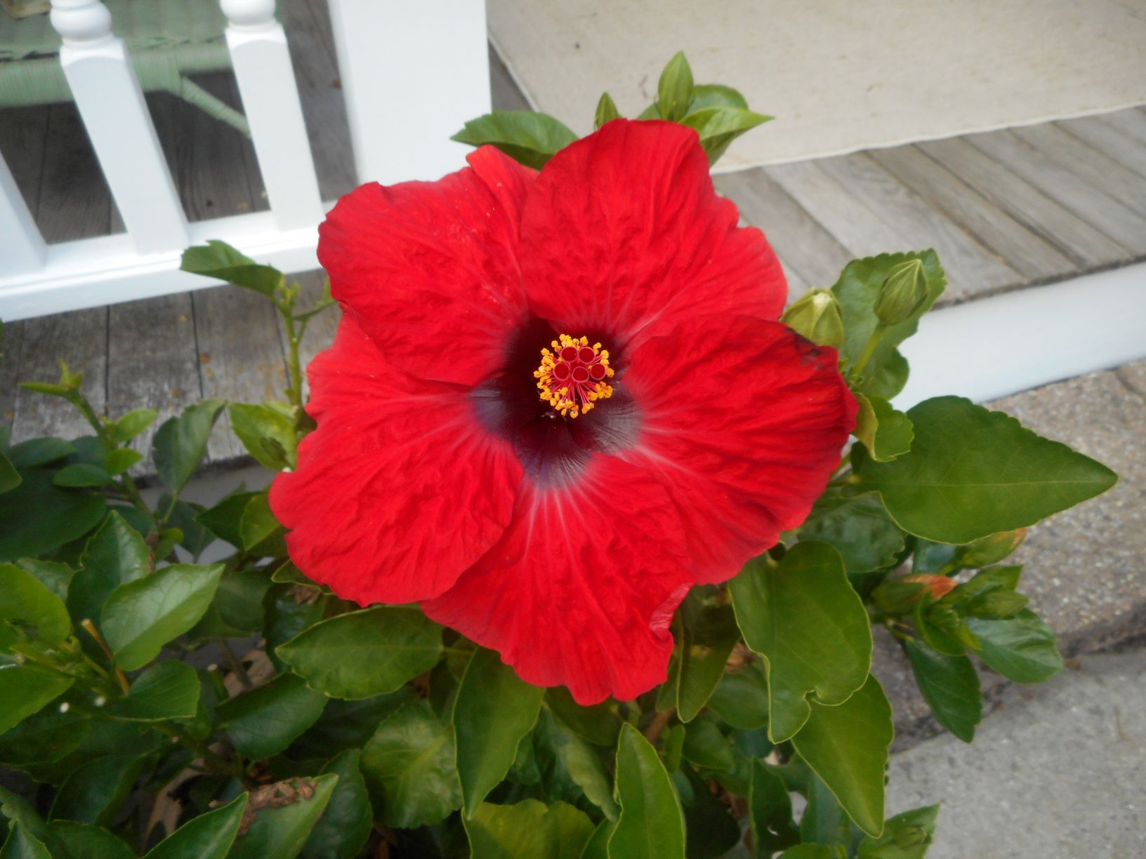 Happy Hibiscus | WELCOME TO CRISTY'S BLOG