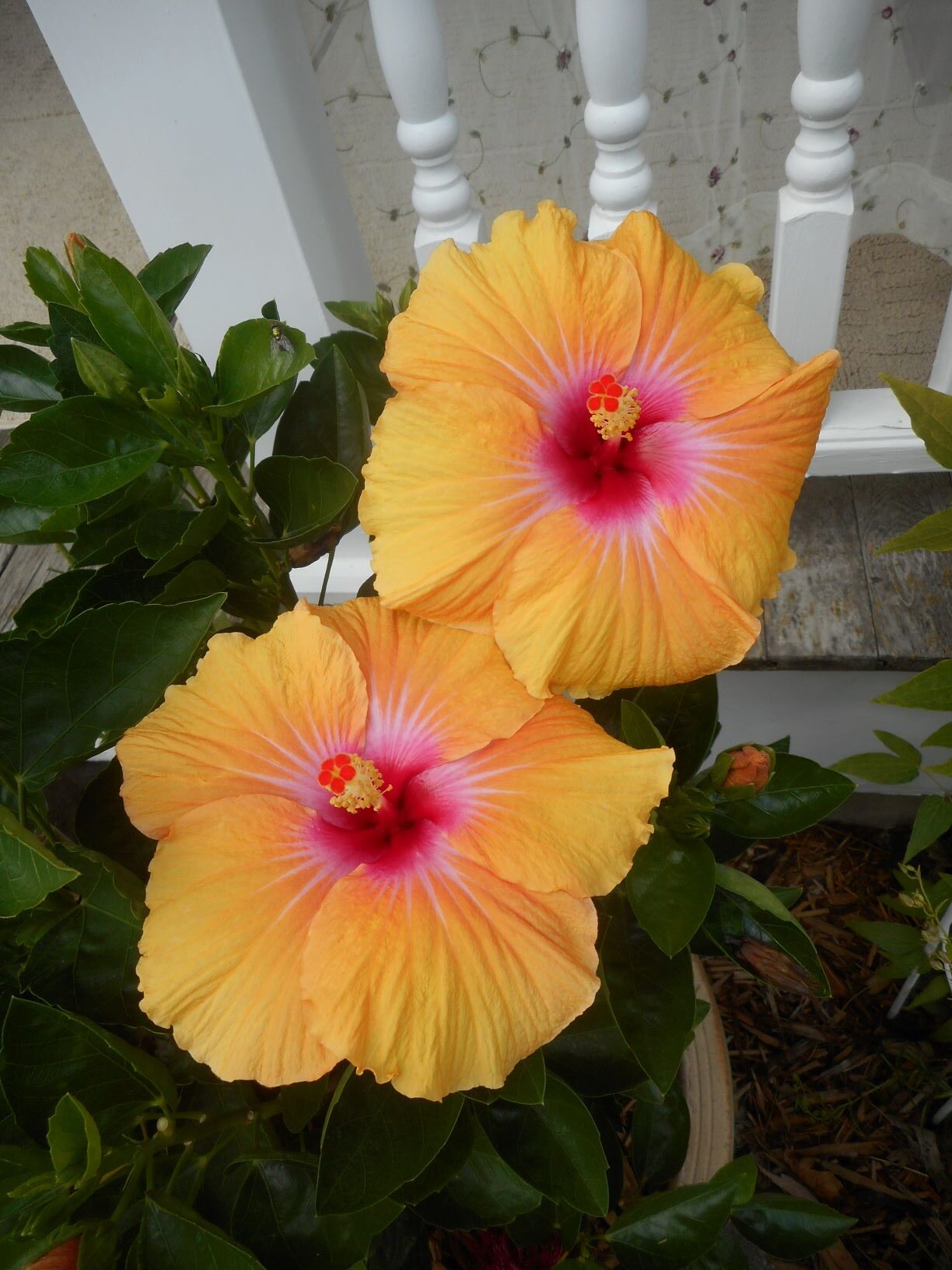Happy Hibiscus | WELCOME TO CRISTY'S BLOG